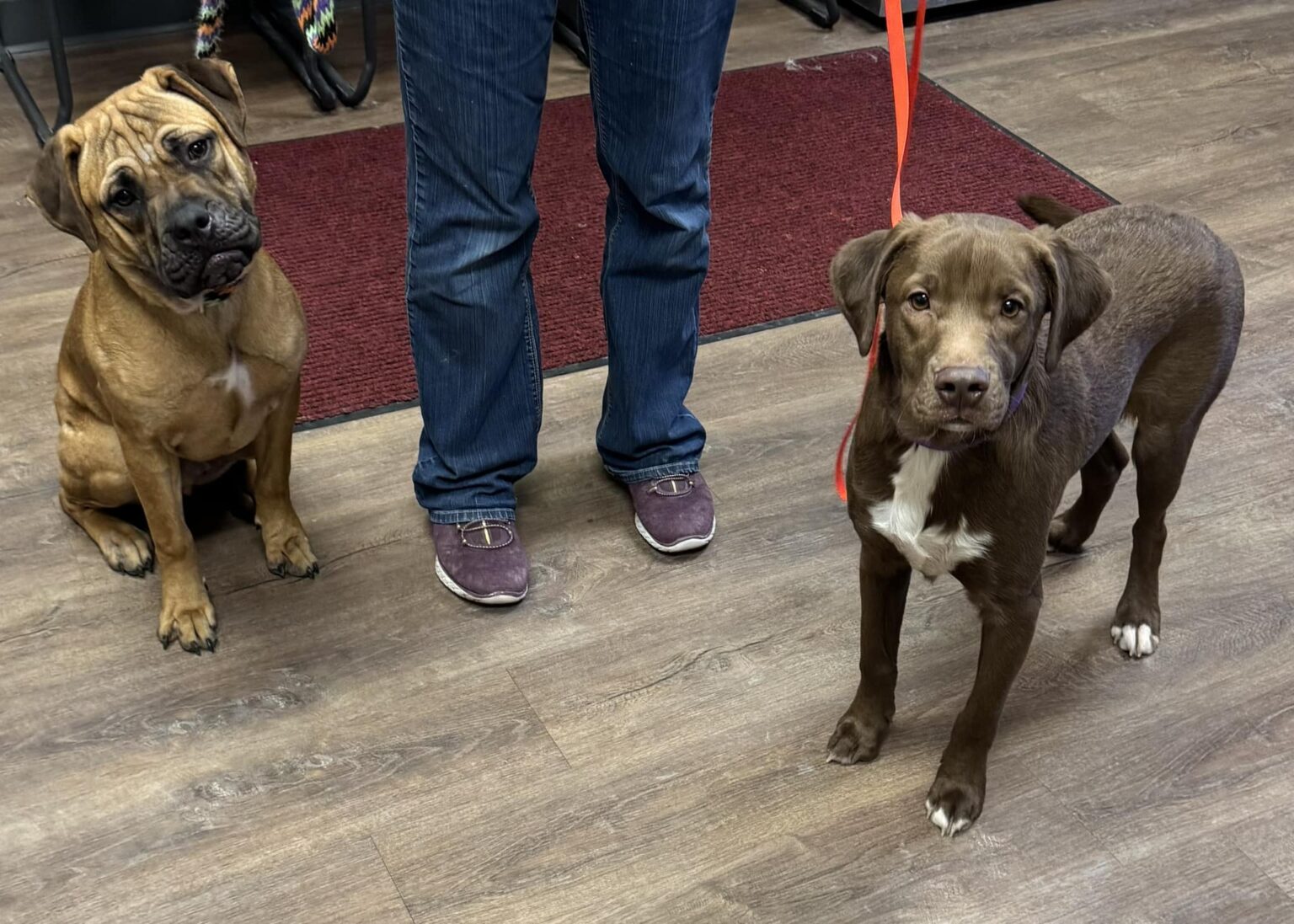 Paws and Purpose: The Heart Behind the Fond du Lac Humane Society ...